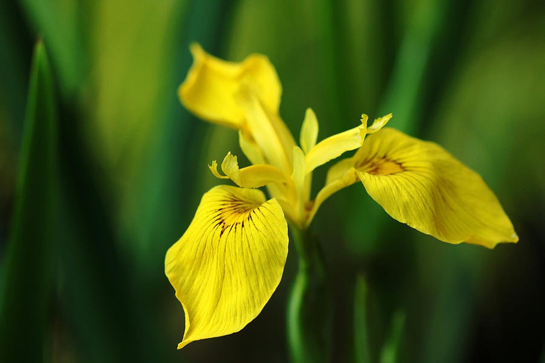 Gelbe Flagge Iris Iris pseudacorus Samen - Etsy.de