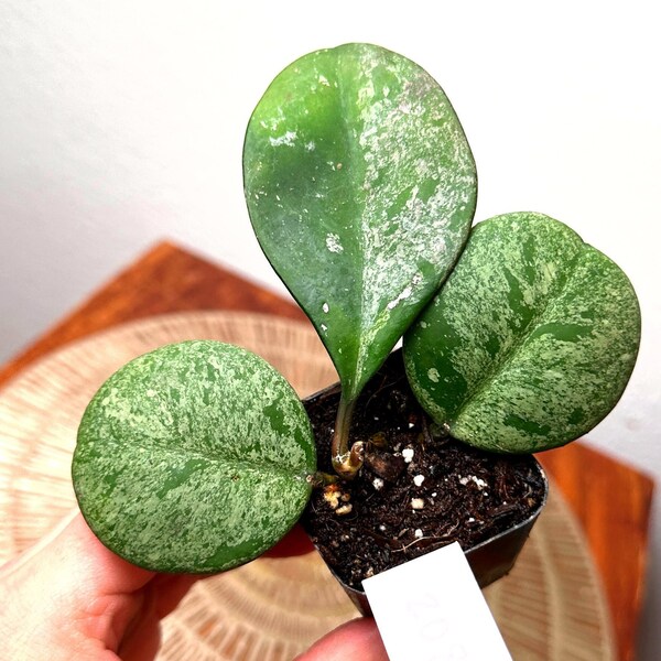 Hoya Obovata Super Silver - Etsy