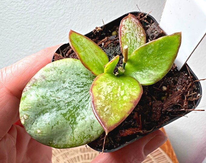 Rare Hoya Biakensis Splash | Silver Splashed Hoya Collina (biak) Wax ...