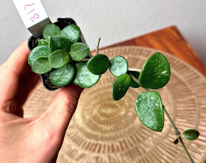 Mathilde Splash Hoya Rooted Cuttings | Exact Mathilde Wax Plant in ...