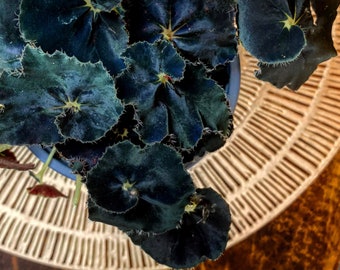 Begonia Black Mamba | Etsy