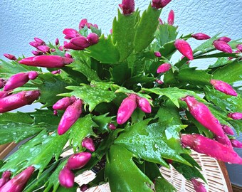 Christmas Cactus Flame - Etsy