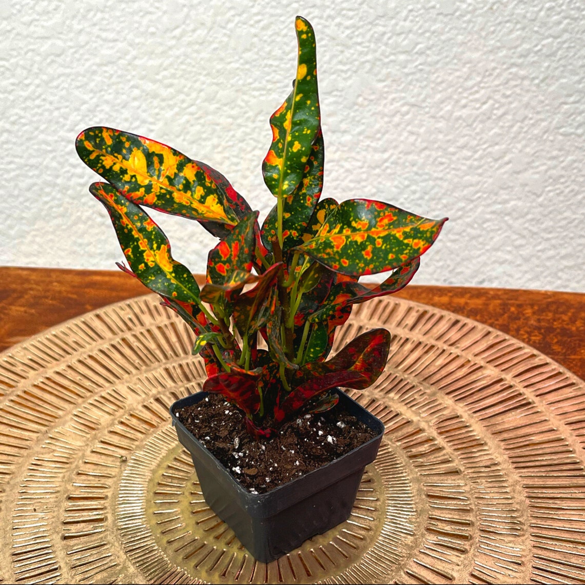 Colorful Croton 'batik' Codiaeum Variegatum Crimson - Etsy
