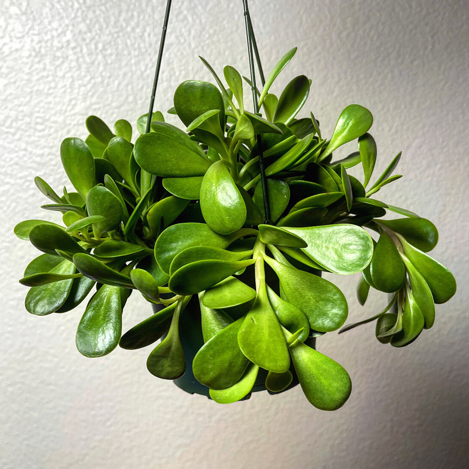 Trailing Jade Vining Succulent Live Plant Weeping Jade | Etsy