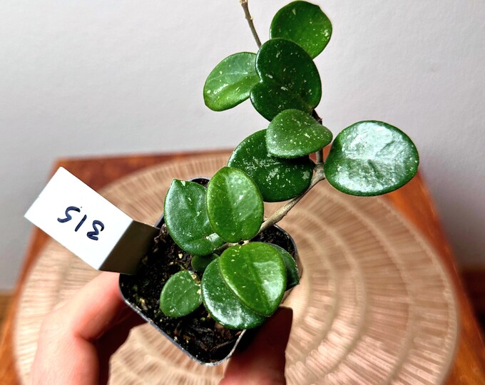 Mathilde Splash Hoya Rooted Cuttings Exact Mathilde Wax Plant in Photo ...