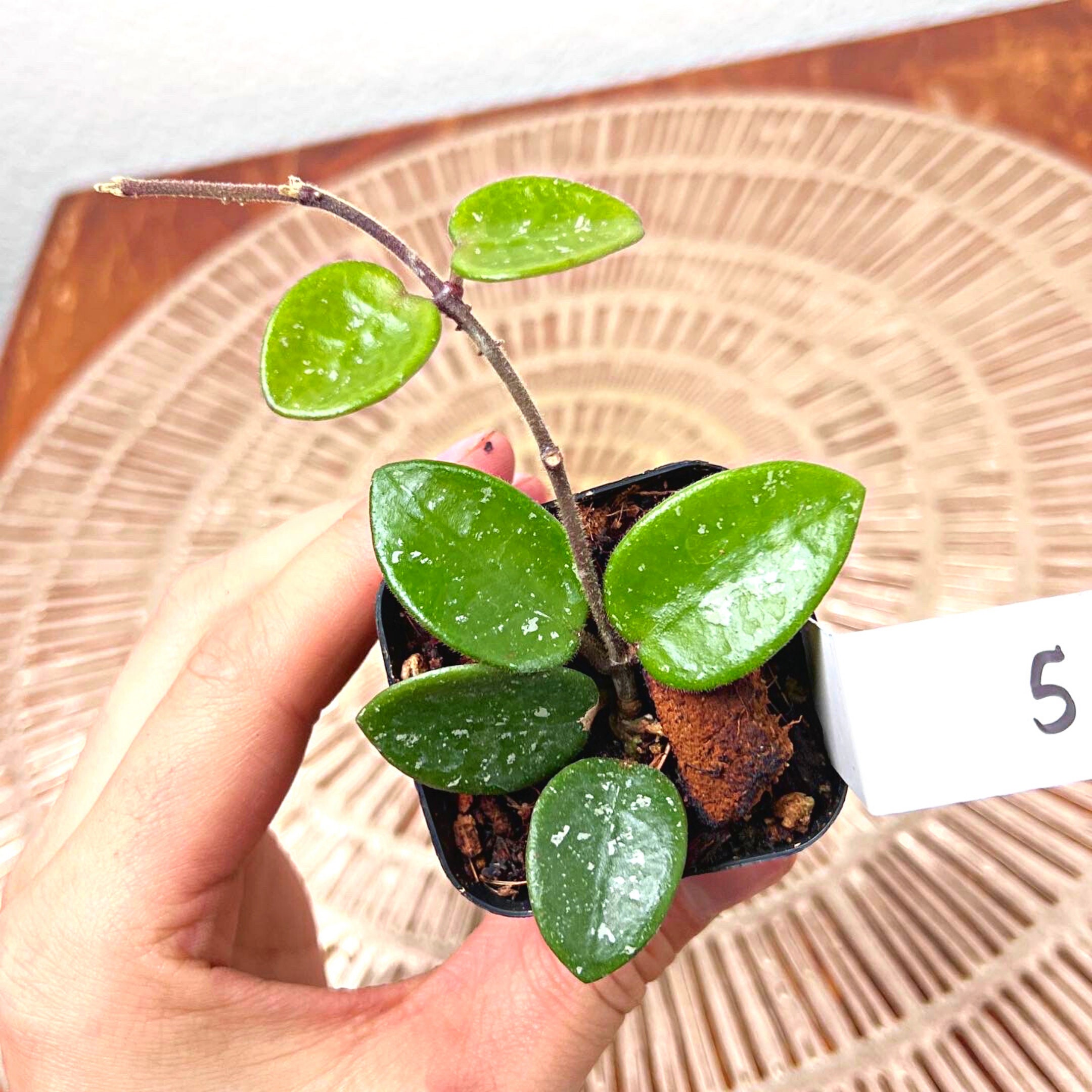 Mathilde Splash Hoya Rooted Cuttings Exact Mathilde Wax - Etsy