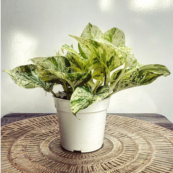 Ferns, Grasses & Bamboo Marble Queen Pothos Trailing Plant Easy Care ...