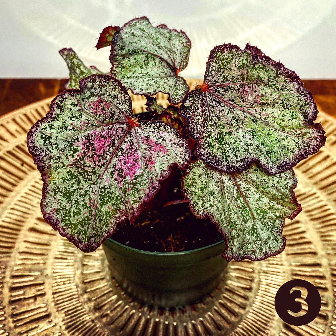 Rex Begonias Rare Rex Hyprids Assorted Rex Begonias Full | Etsy