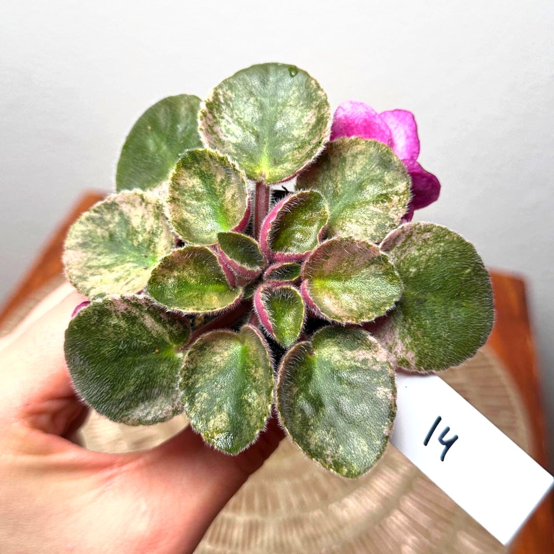 Rare Variegated African Violet Exact Variegated African - Etsy