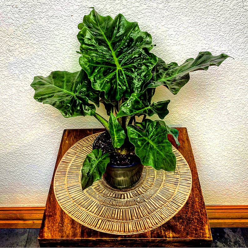 Alocasia 'Low Rider' Rare Aroid Plant Air | Etsy