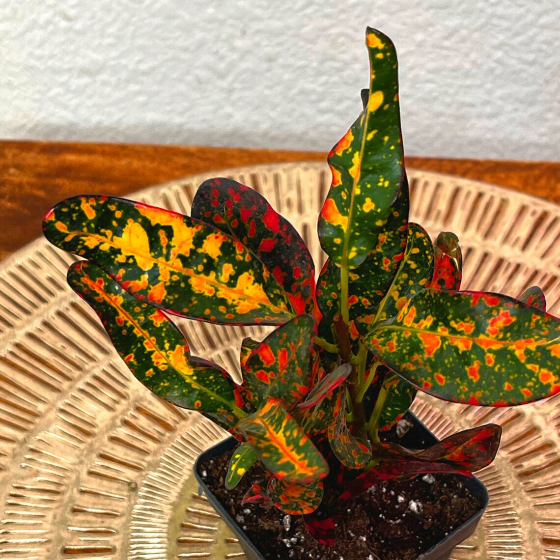 Colorful Croton 'batik' Codiaeum Variegatum Crimson - Etsy