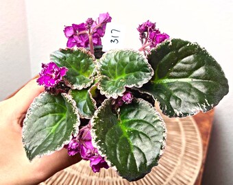Ann African Violet - Etsy