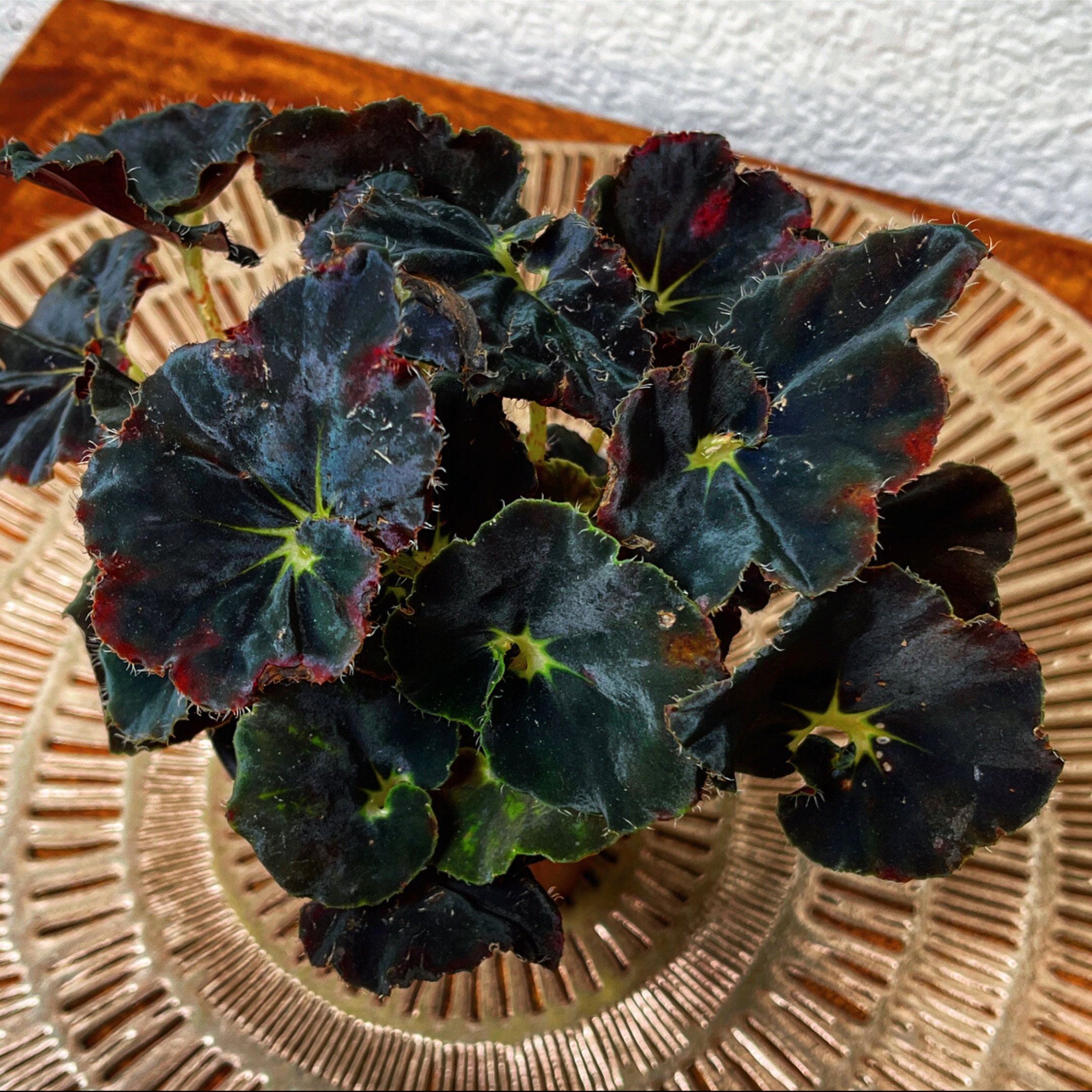 Rare Iridescent Midnight Black Begonia Satin Spiraled - Etsy