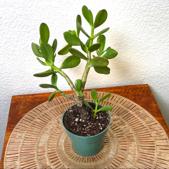 Gardening & Plants Easy Care Air Purifying Live Plant Crassula Ovata ...