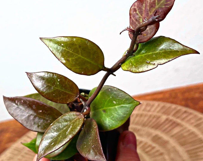 Sunrise Rare Hoya | Sunstressed Crimson Red, Cooper Bronze & Emerald ...