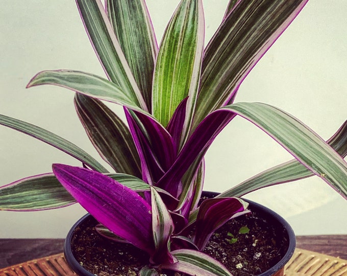 Tradescantia Spathacea 'tricolor' | Moses in the Cradle | Oyster Plant ...