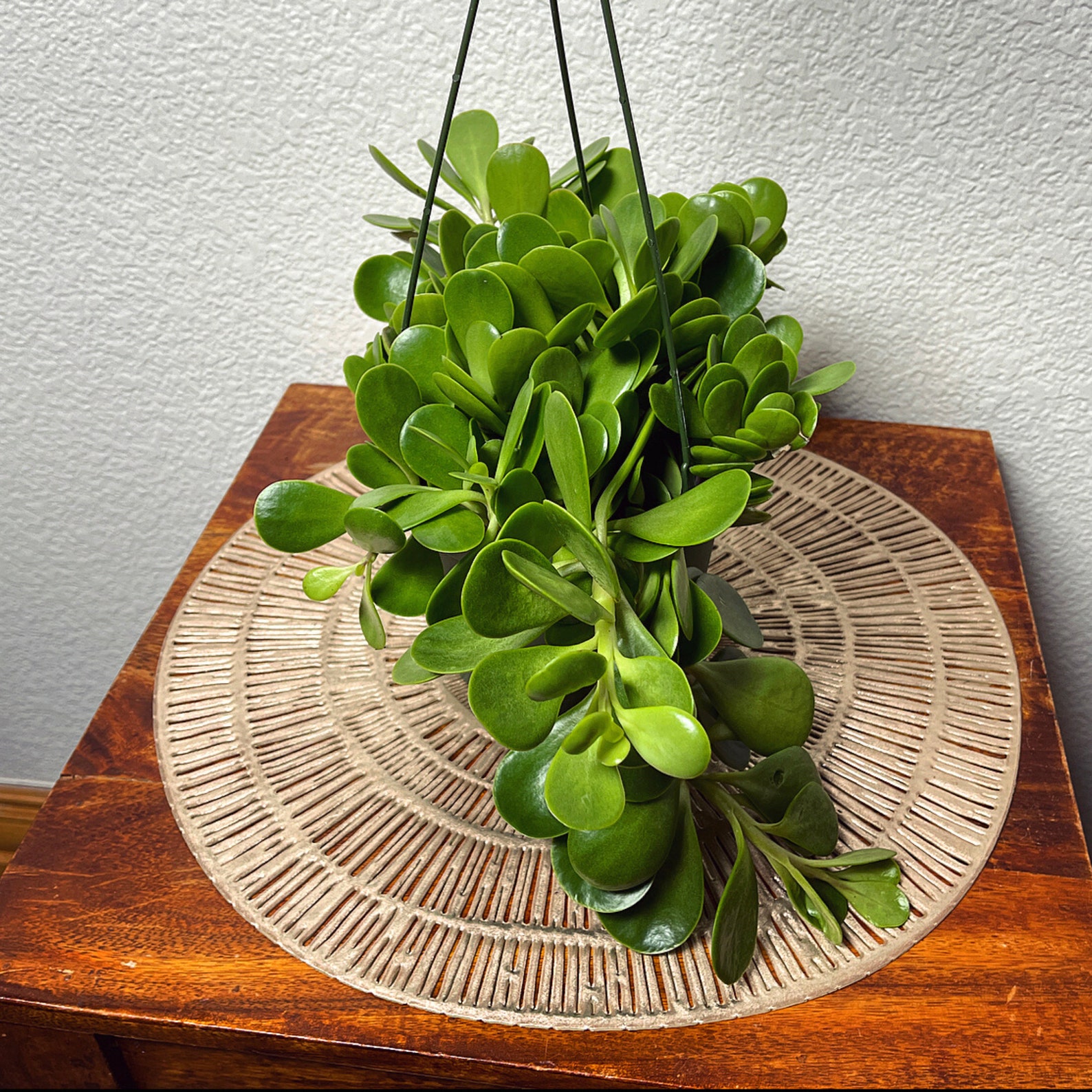 Trailing Jade Vining Succulent Live Plant Weeping Jade | Etsy