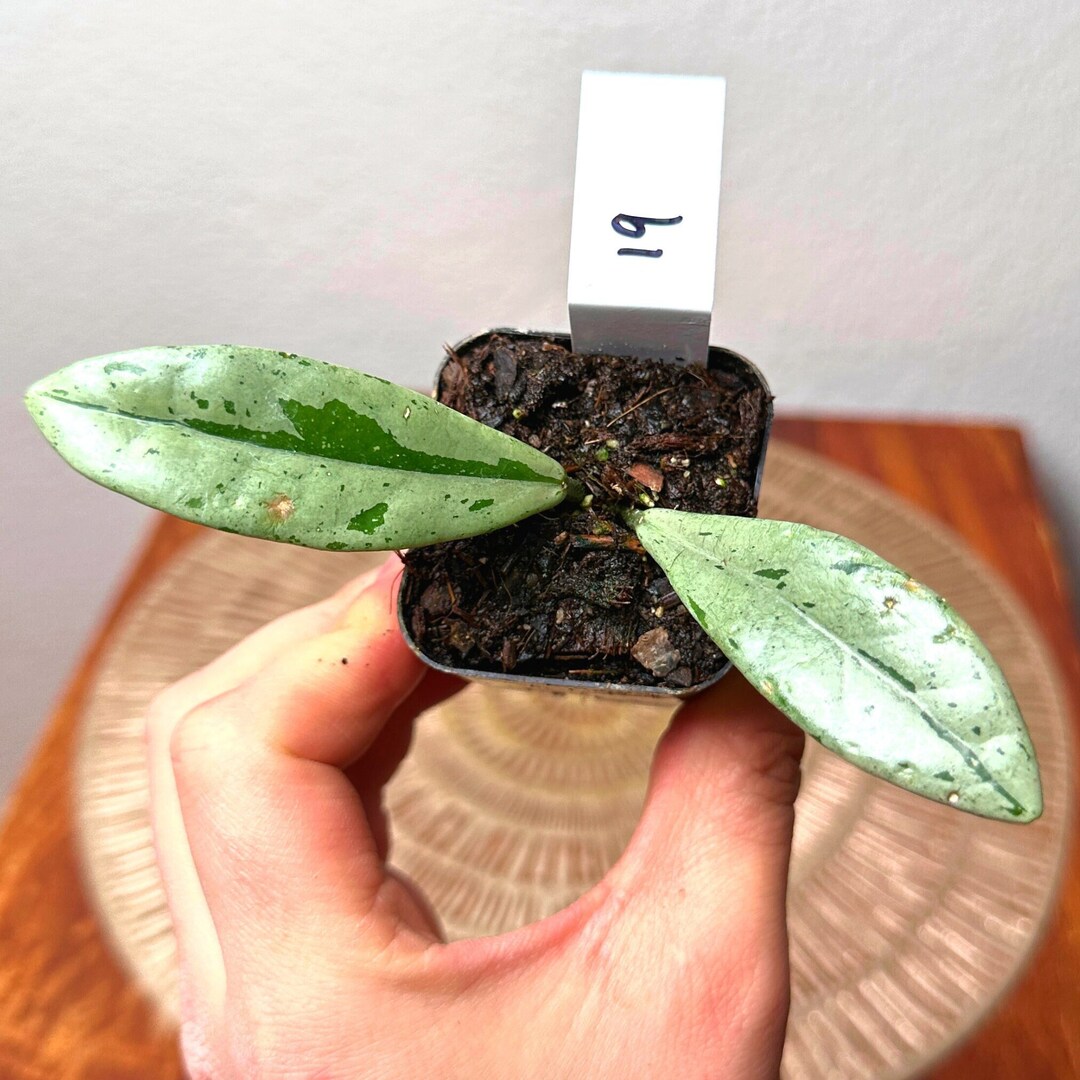 Rare Wilbur Graves Silver Hoya Exact Rooted Super Silver - Etsy