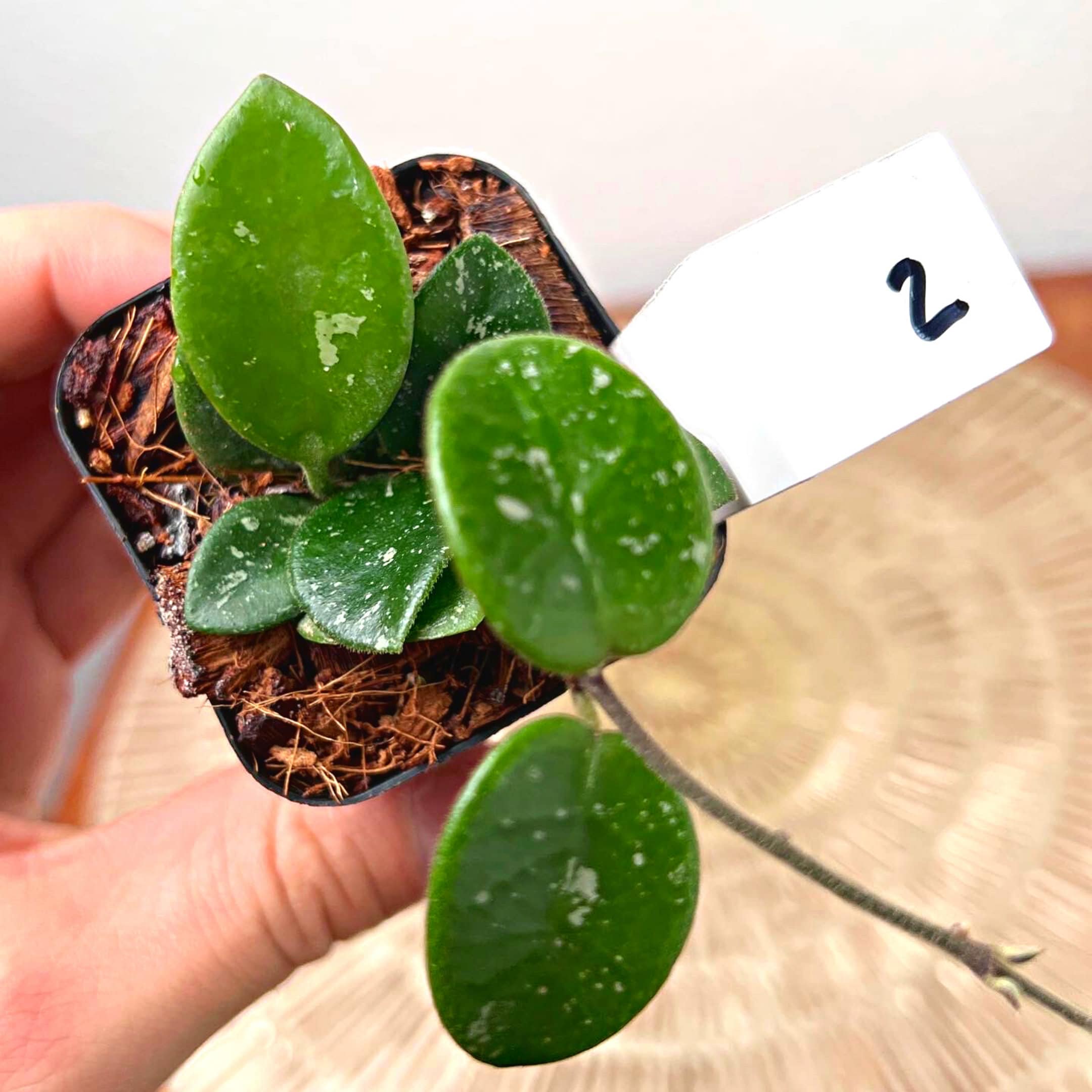 Mathilde Splash Hoya Rooted Cuttings Exact Mathilde Wax - Etsy