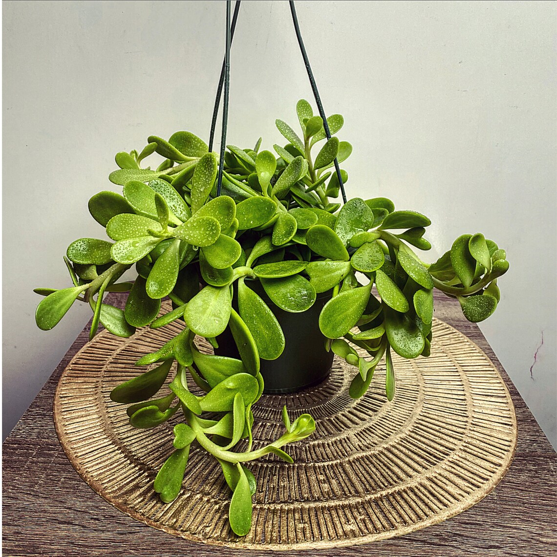 Trailing Jade Vining Succulent Live Plant Weeping Jade | Etsy