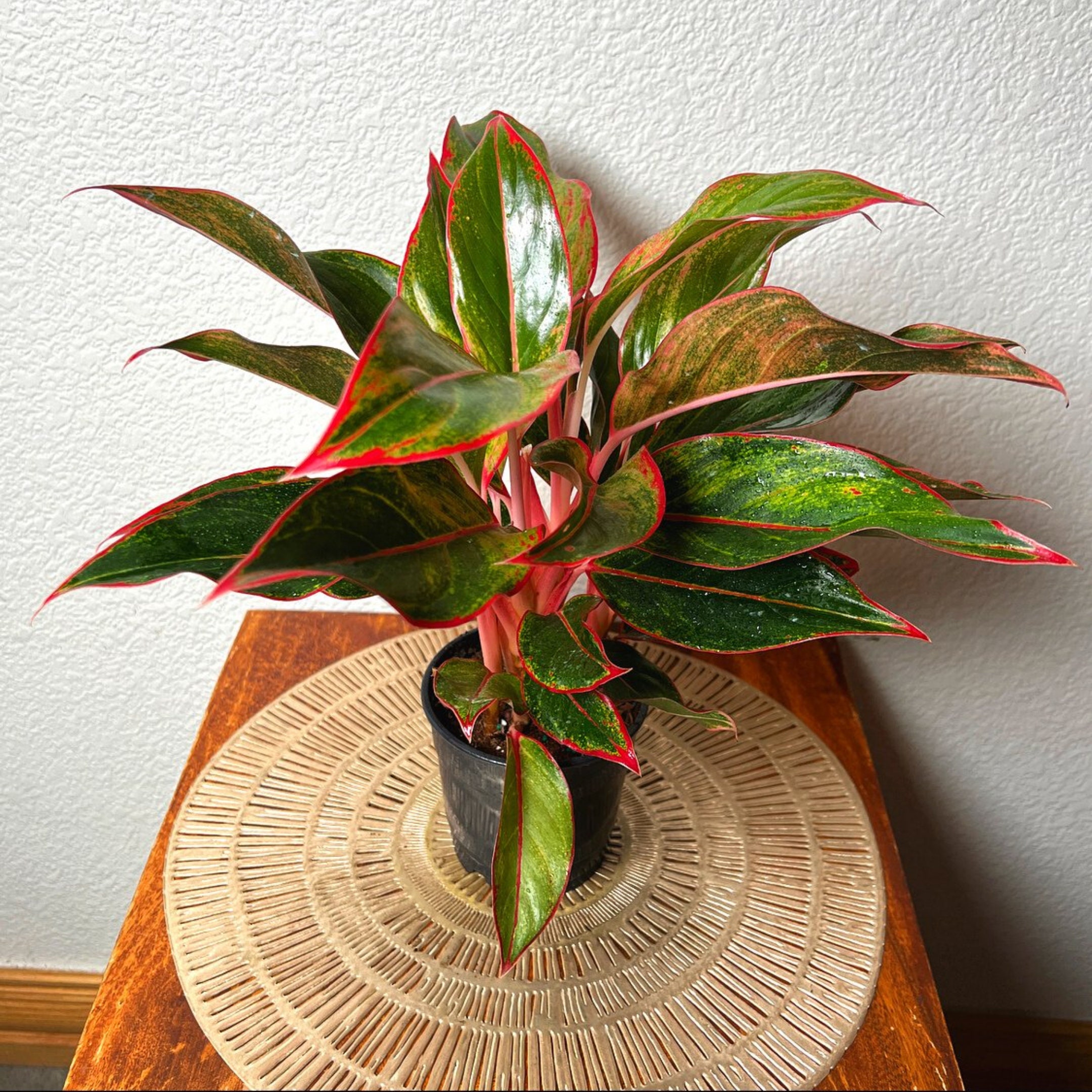 Rare Red Aglaonema Siam Aurora Chinese Evergreen - Etsy