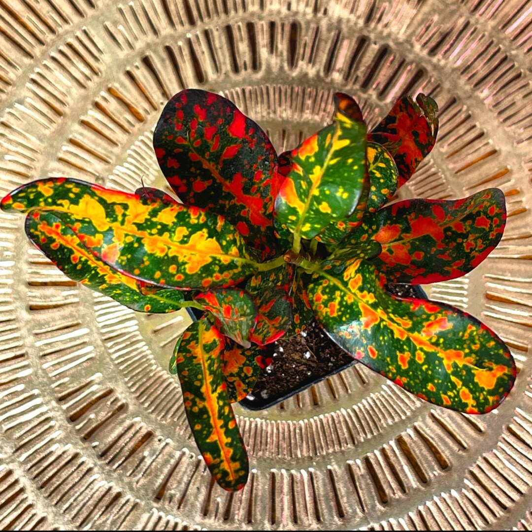 Colorful Croton 'batik' Codiaeum Variegatum Crimson - Etsy