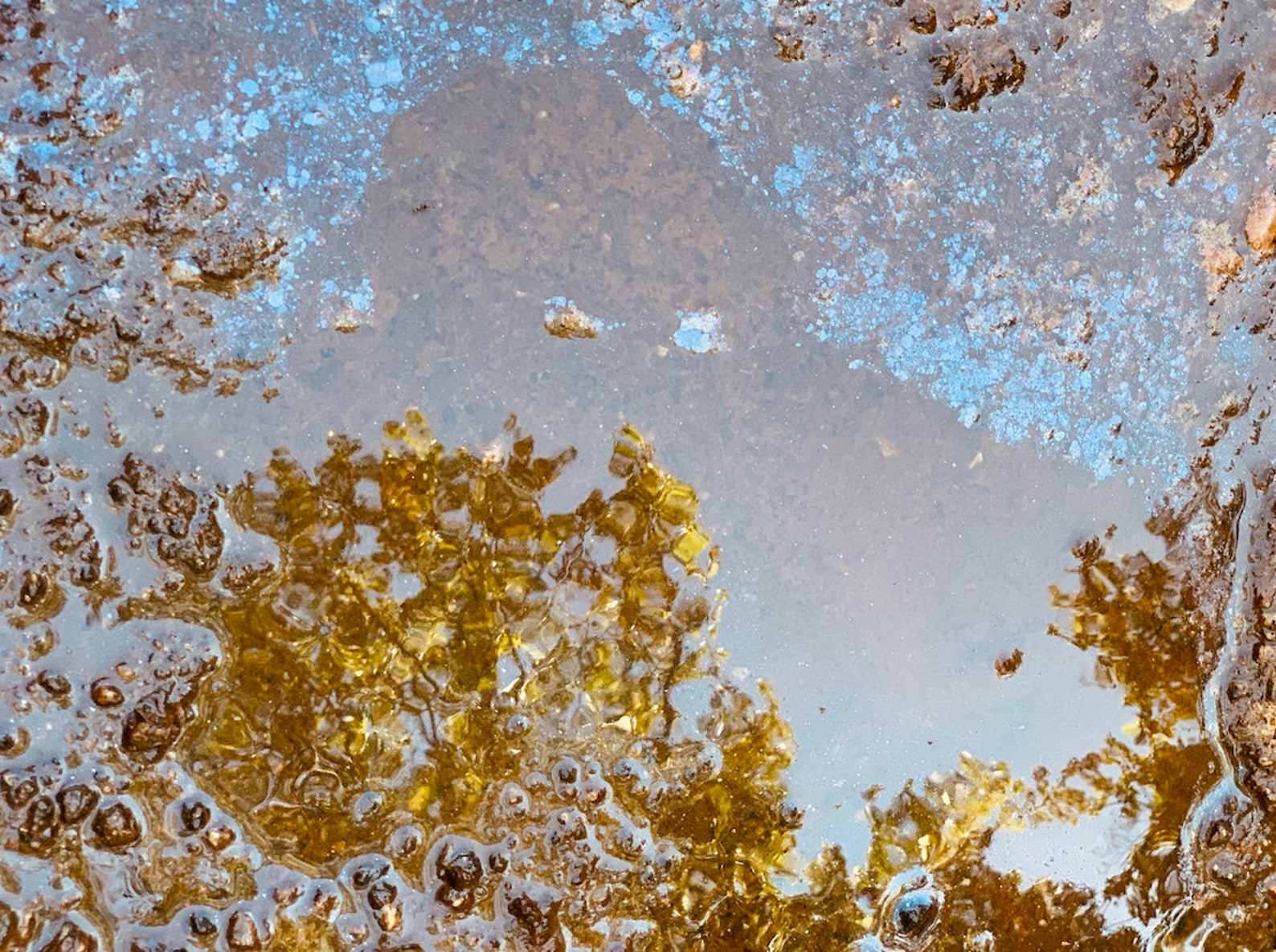 Blue Water Trees Reflections Giclee Fine Art Print - Etsy New Zealand