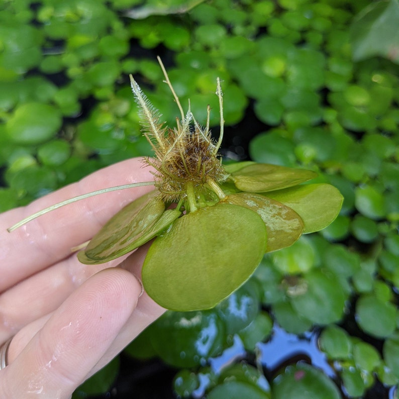 Amazon Frogbit Limnobium Laevigatum Aquatic Pond and Fish | Etsy