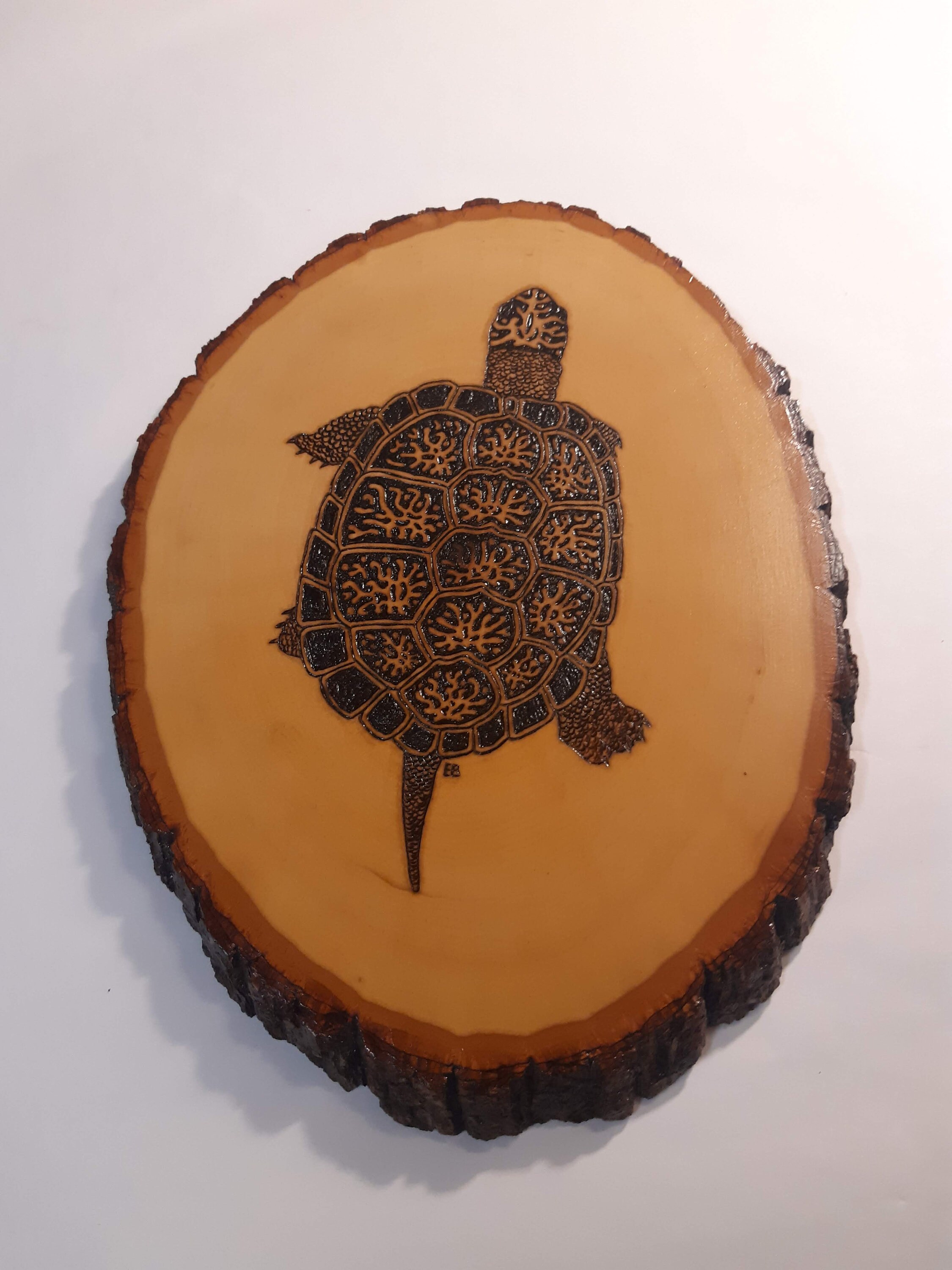 Turtle Wood Burning - Etsy
