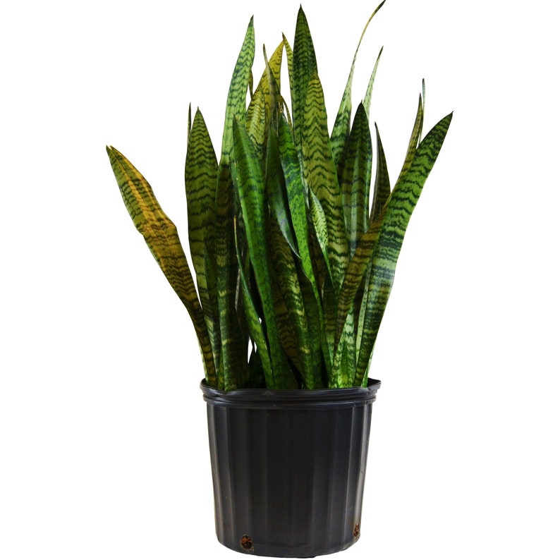 Extra Large Snake Plant Laurentii 10 Nursery Pot - Etsy