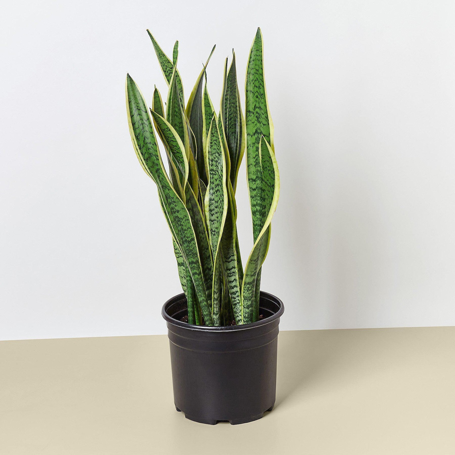 Extra Large Snake Plant Laurentii 10 Nursery Pot - Etsy