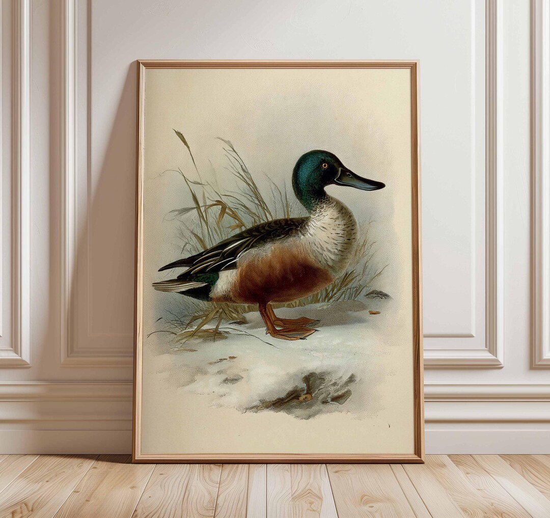 Vintage Duck Wall Art Print, Bird Illustration Poster, Antique Wildlife ...