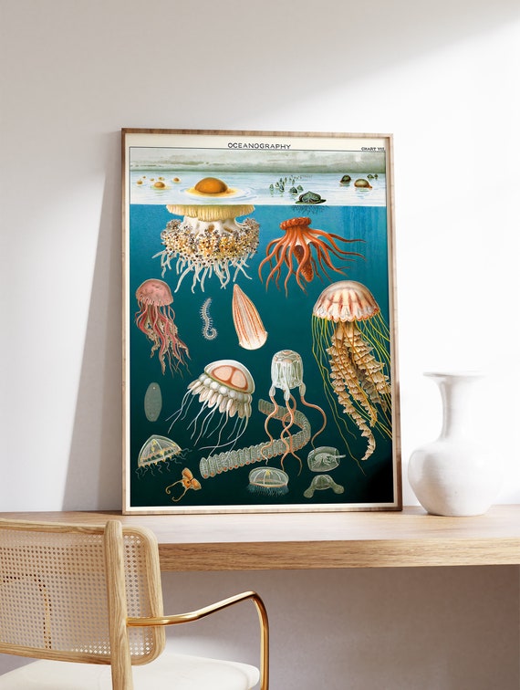 Vintage Jellyfish Poster Ocean Art Wildlife Print Fish Art - Etsy