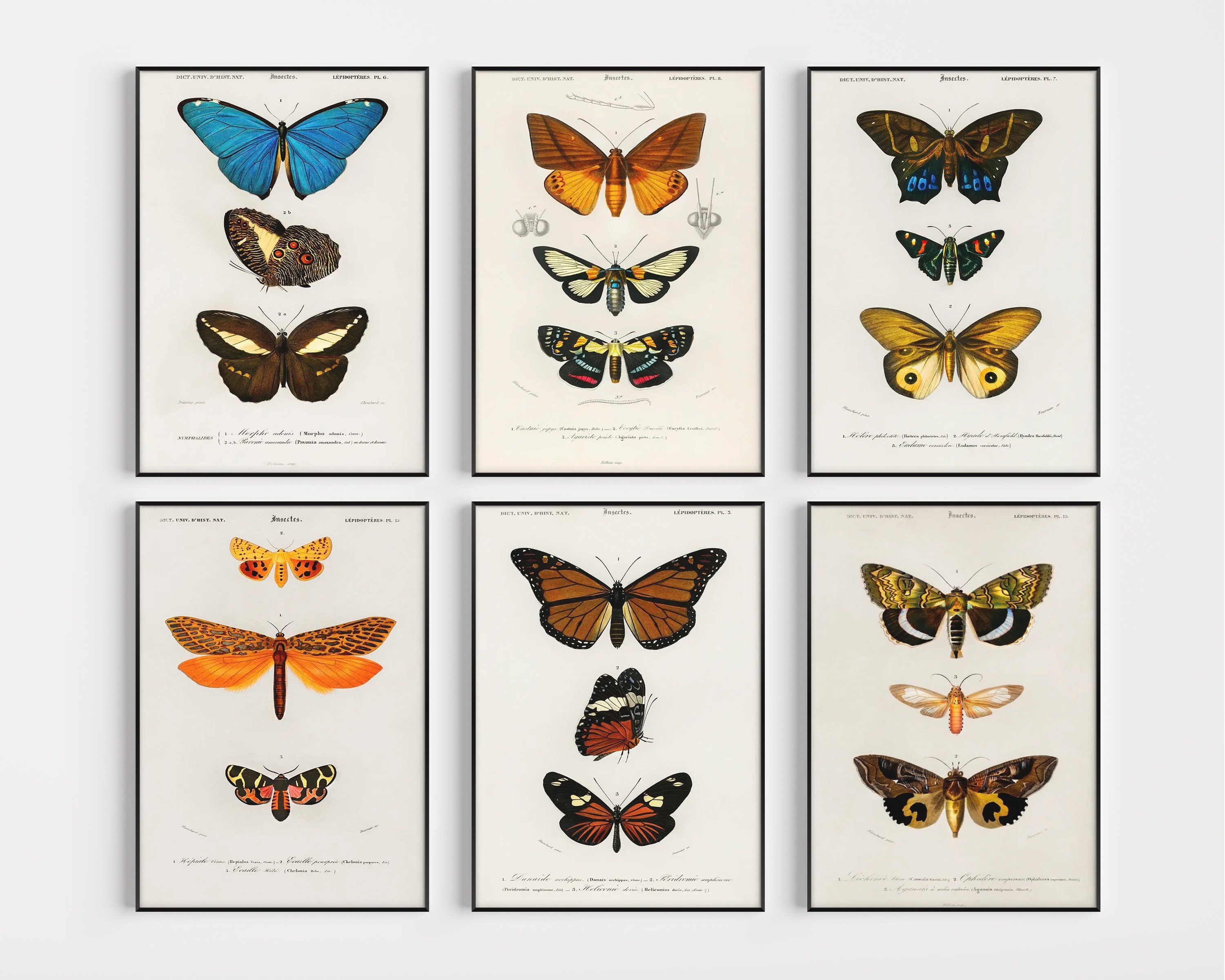 Vintage Butterfly Print Set, Botanical Illustration Art (A1/A2/A3/A4 ...