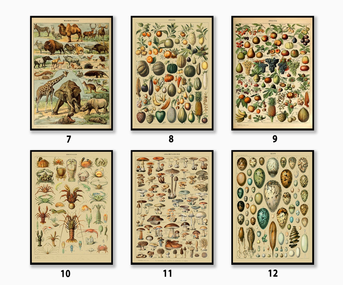 Adolphe Millot Botanical Poster Sets, Vintage Wall Art Decor, Food Art ...