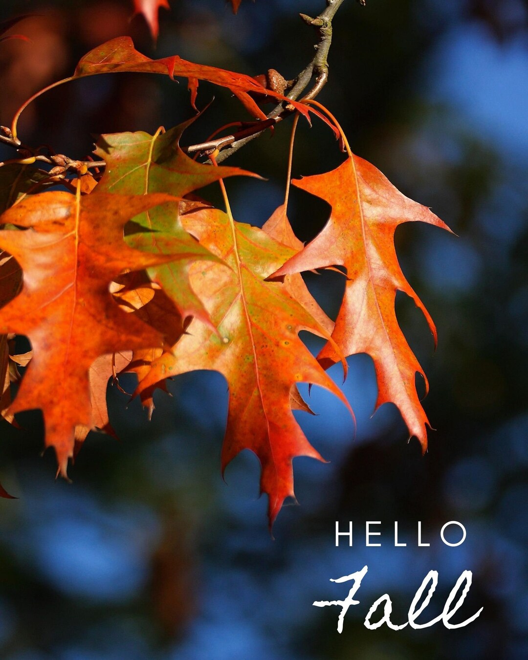 Hello Fall Digital Download, Printable Graphic - Etsy