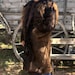 Buffalo Fur Coat American Bison Coat, Handmade made to Order - Etsy UK