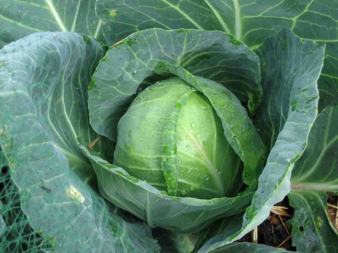 GOLDEN ACRE Cabbage Seeds Vegetable Seeds Heirloom Seeds - Etsy