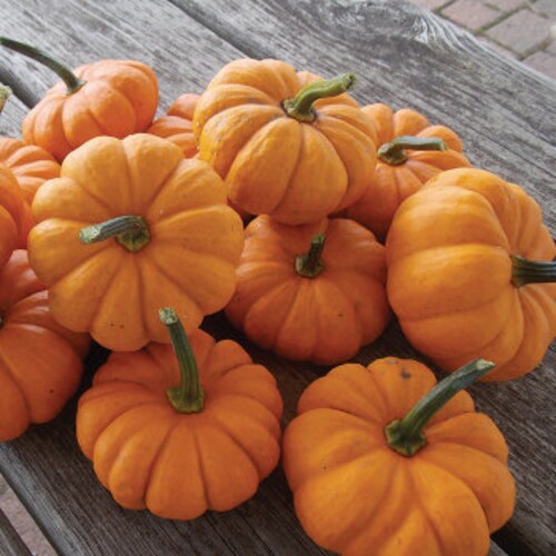Organic Non GMO Miniature Pumpkin Seeds. - Etsy
