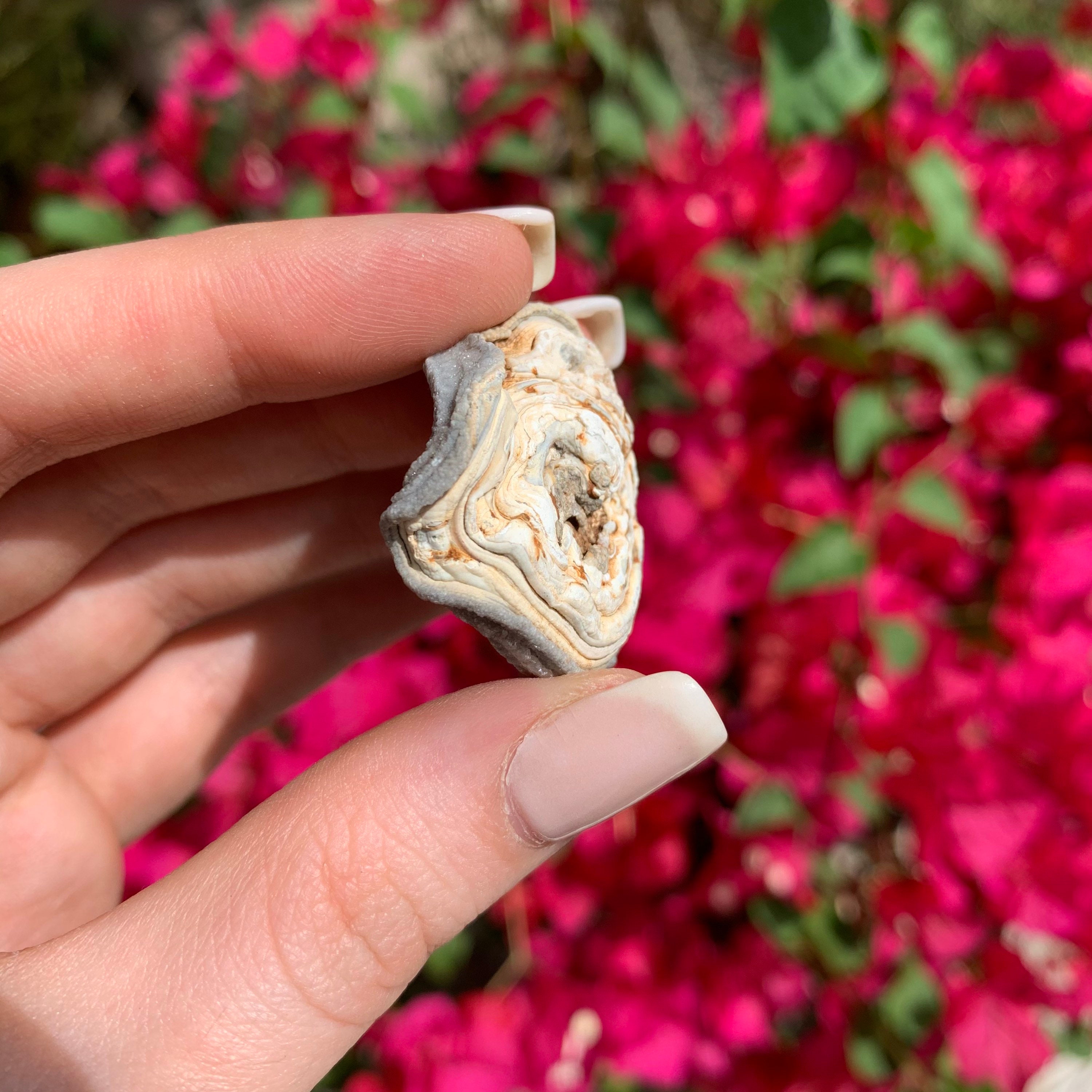 Raw Blue Chalcedony Rose Angel Aura Coated Chalcedony Rose - Etsy