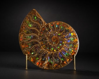 RARE Ammonite With Ammolite, Rainbow Ammonite Fossil, Ammonite Shell ...