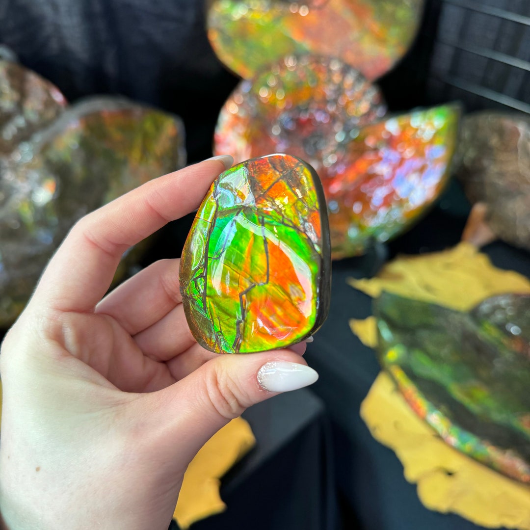 Ammolite Fossil, Ammolite Gemstone, Ammonite Fossil, Canadian Ammonite ...