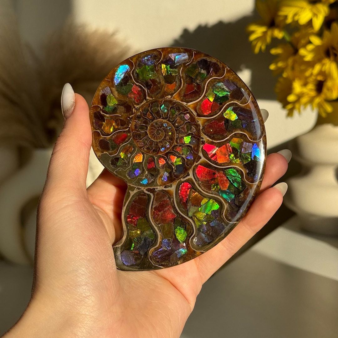 RARE Ammonite With Ammolite, Rainbow Ammonite Fossil, Ammonite Shell ...