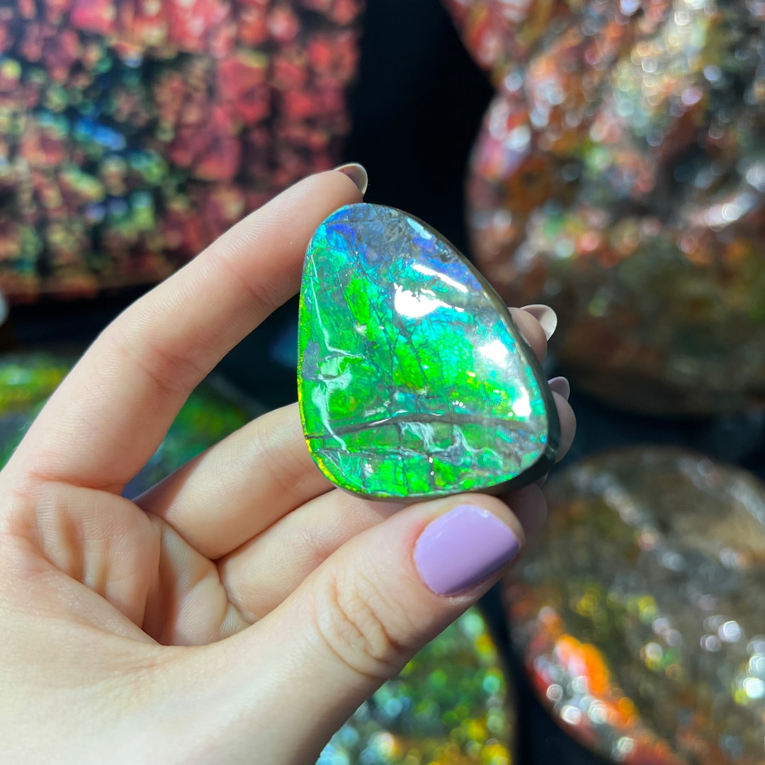 Ammolite Fossil, Ammolite Gemstone, Ammonite Fossil, Canadian Ammonite ...