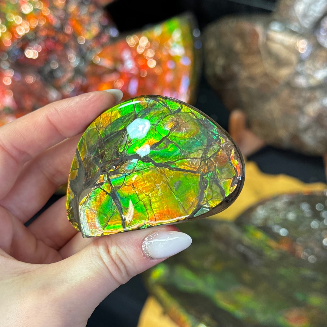 Ammolite Fossil, Ammolite Gemstone, Ammonite Fossil, Canadian Ammonite ...