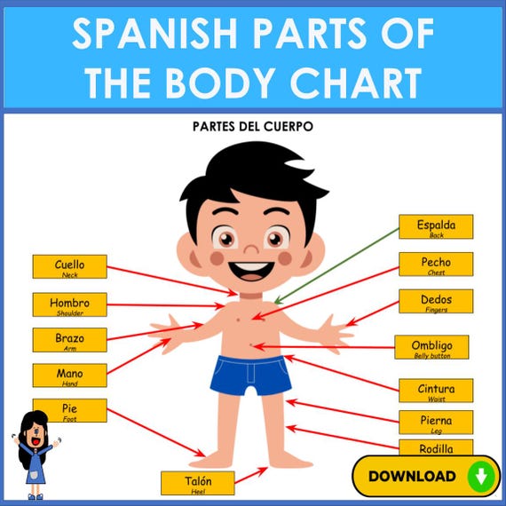 Parts Of The Body In Spanish Chart