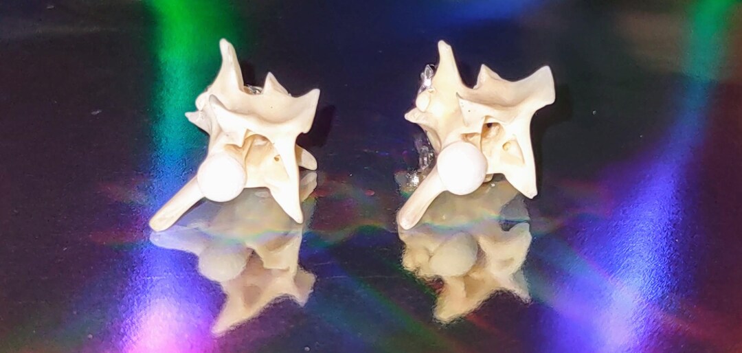 REAL Snake Vertebrae Post Earrings (hypoallergenic!) - Etsy