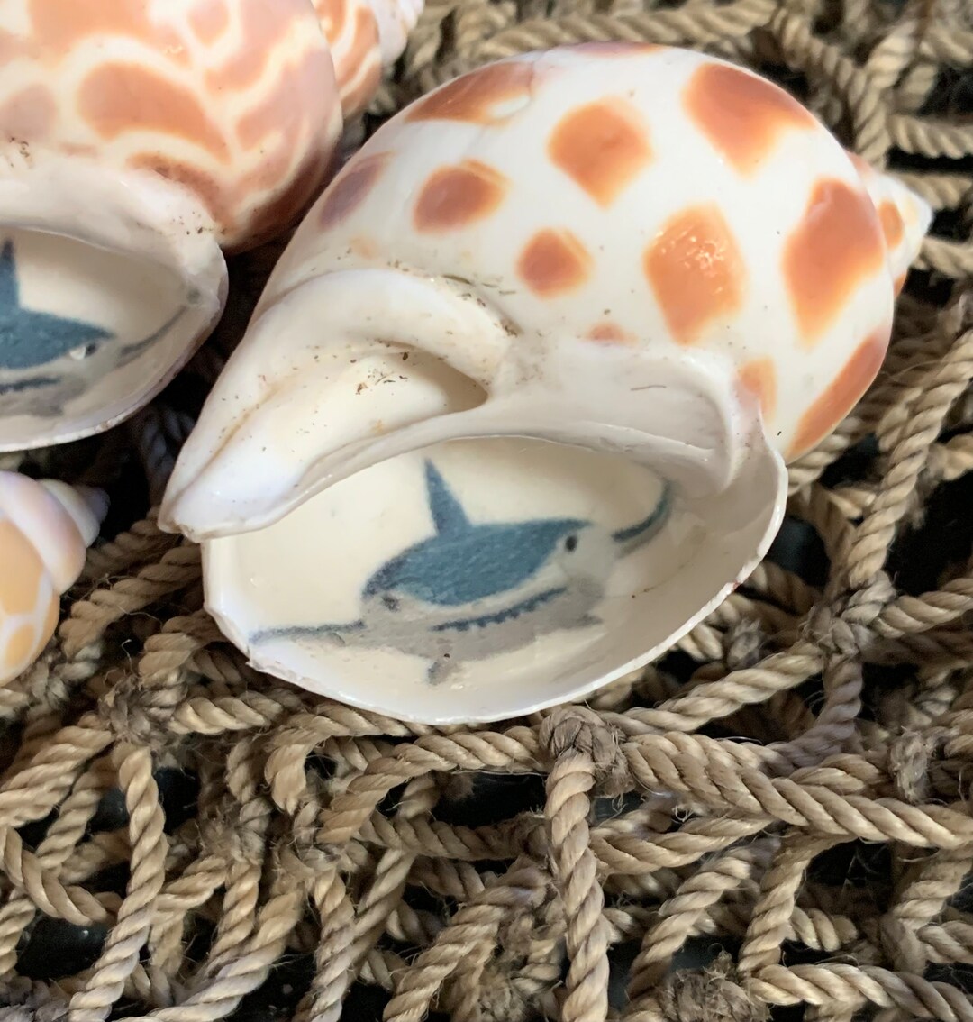 Peekaboo Sea Shell “shark” ( Babylon Shell ) - Etsy