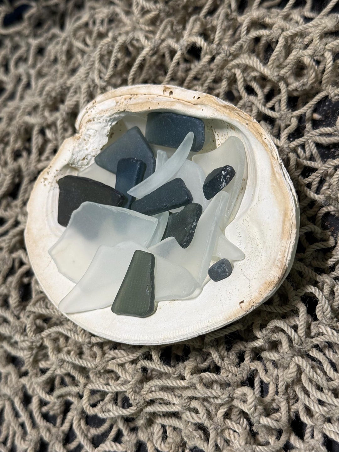 Sea Glass/tumbled Glass & Large Fossilized Clam Shell (20 Pieces Grey ...