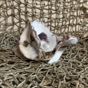 Oyster Shell Clusters Growing on a Clam Shell - Etsy